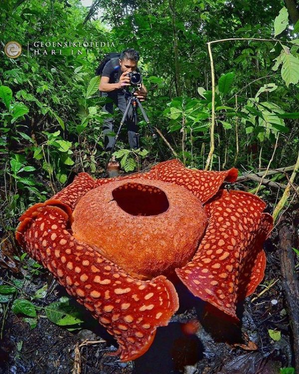 Inilah Bunga-Bunga Nasional Indonesia | Geonusantara